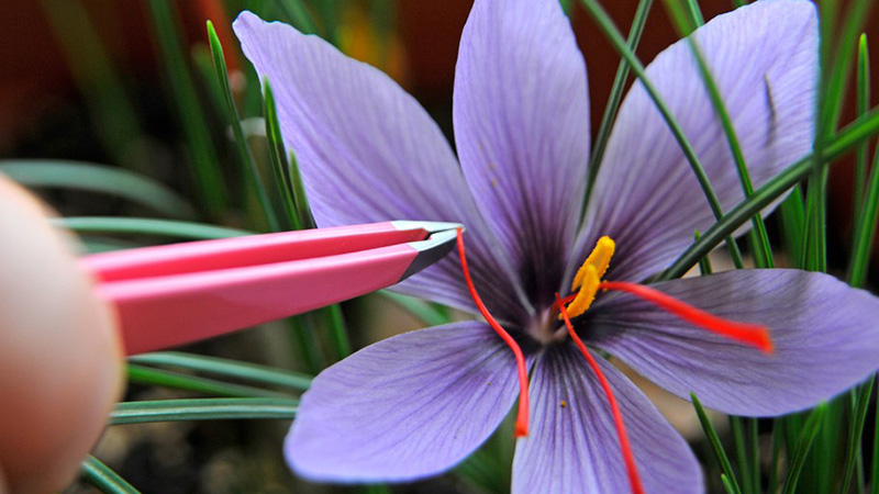 8 amazing health benefits of saffron - Sevin Export